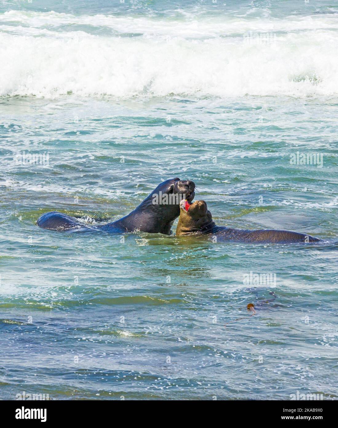 male sea lions fight in the waves of the ocean Stock Photo - Alamy