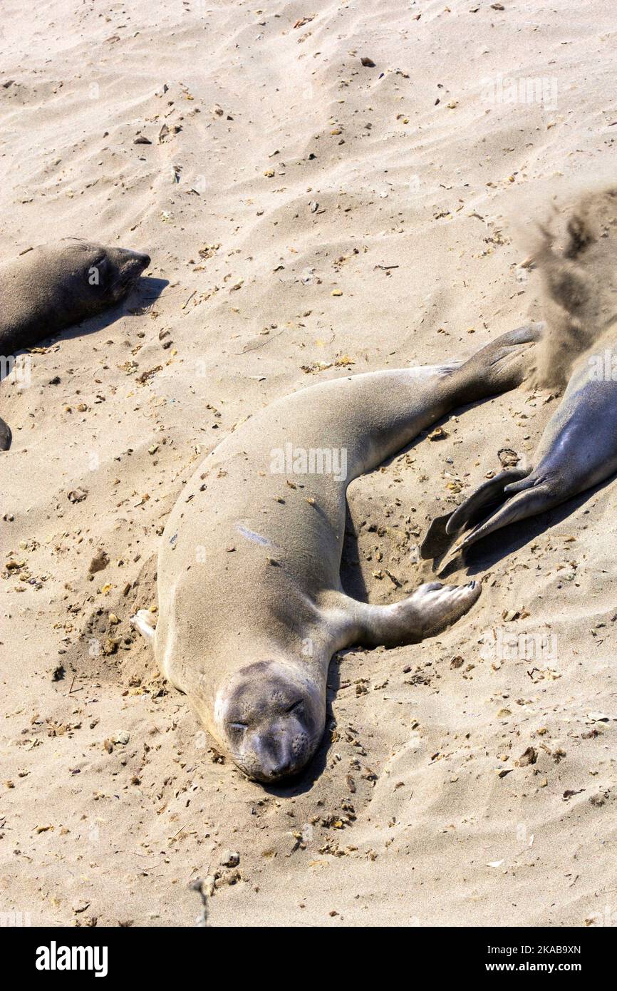 sealions relaxing at the sandy beach Stock Photo - Alamy