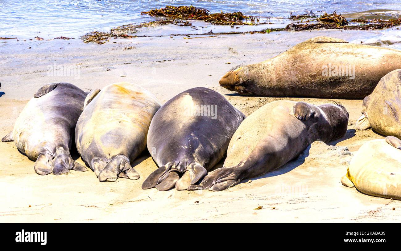 Lions hugging hi-res stock photography and images - Alamy