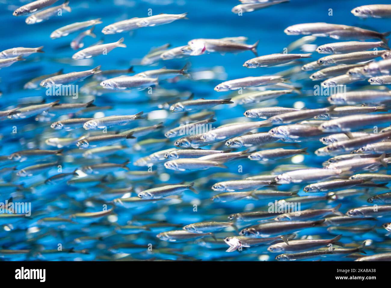 swarm of silver fishes in the blue sea Stock Photo - Alamy