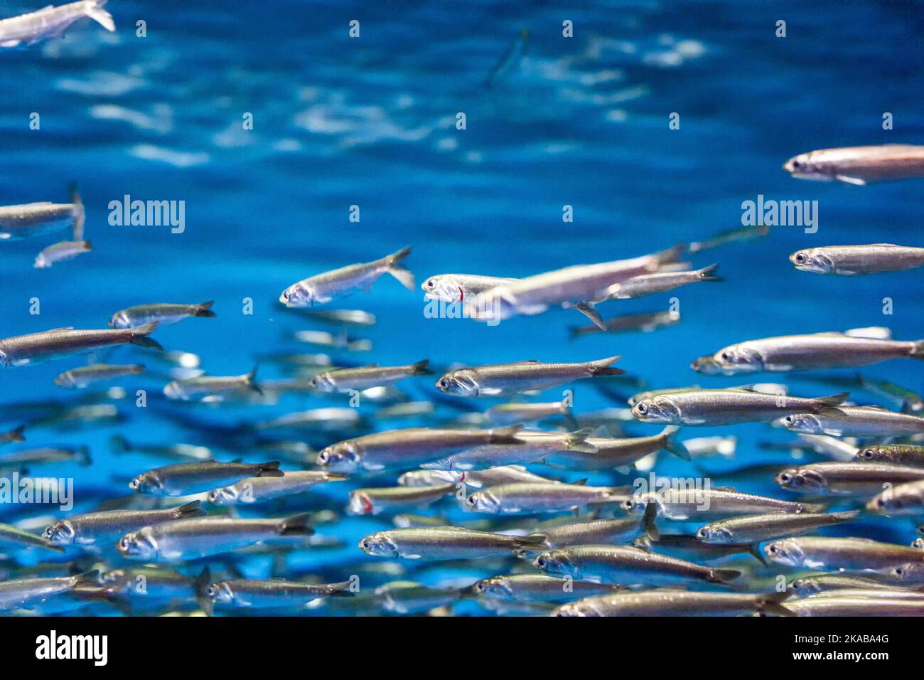 swarm of silver fishes in the blue sea Stock Photo - Alamy