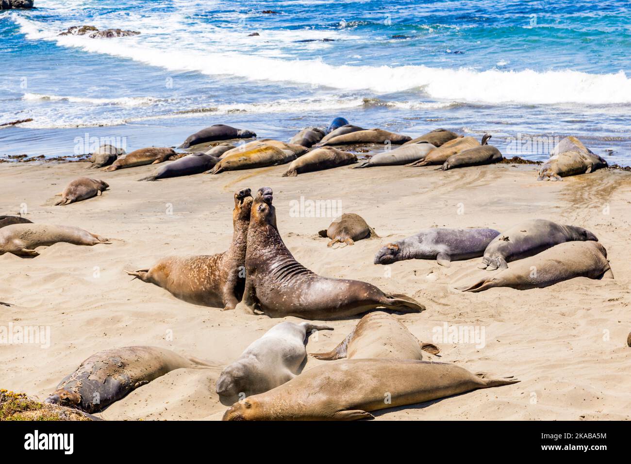 Sealions at the beach Stock Photo - Alamy
