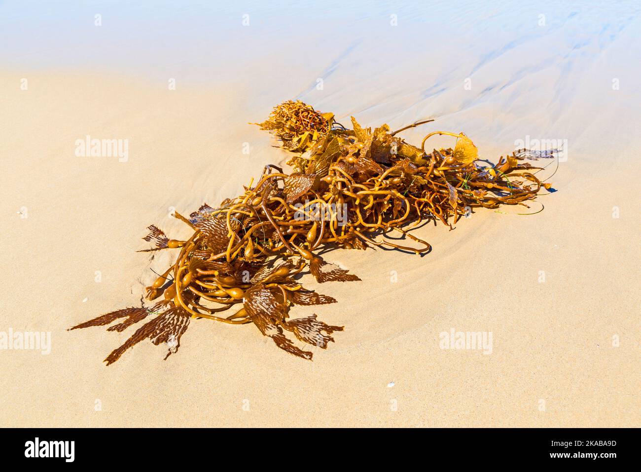 seaweed at the beach in the morning Stock Photo - Alamy