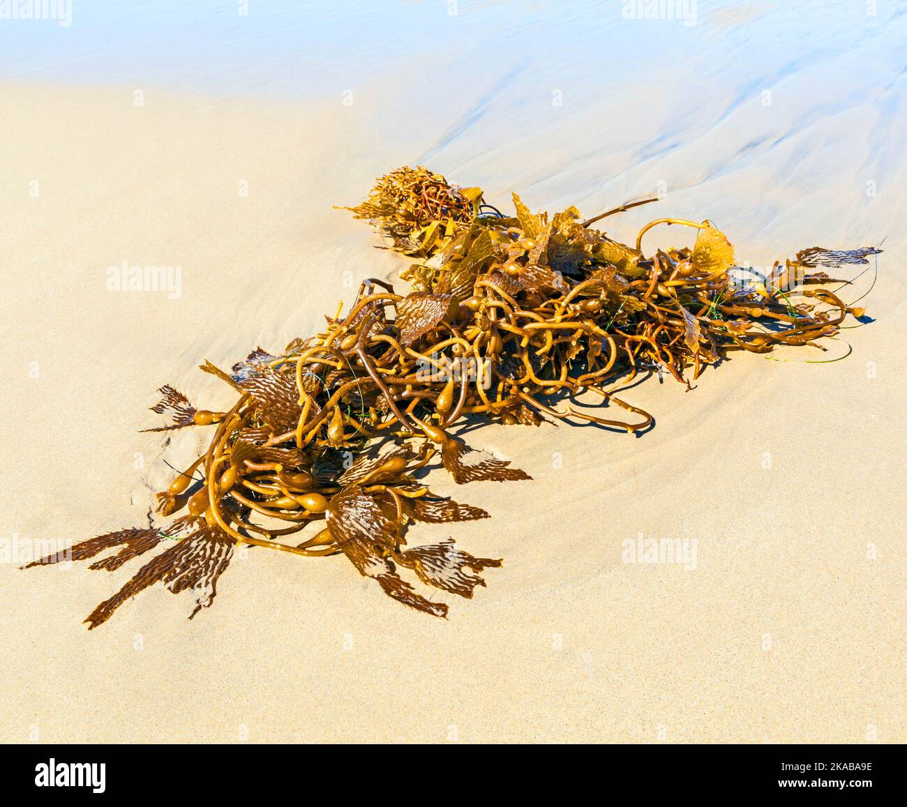seaweed at the beach in the morning Stock Photo - Alamy