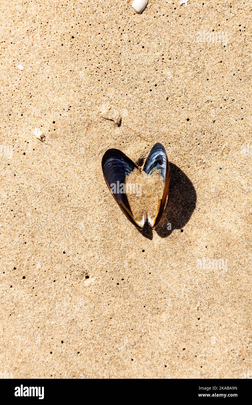 open clam shell on beach Stock Photo - Alamy
