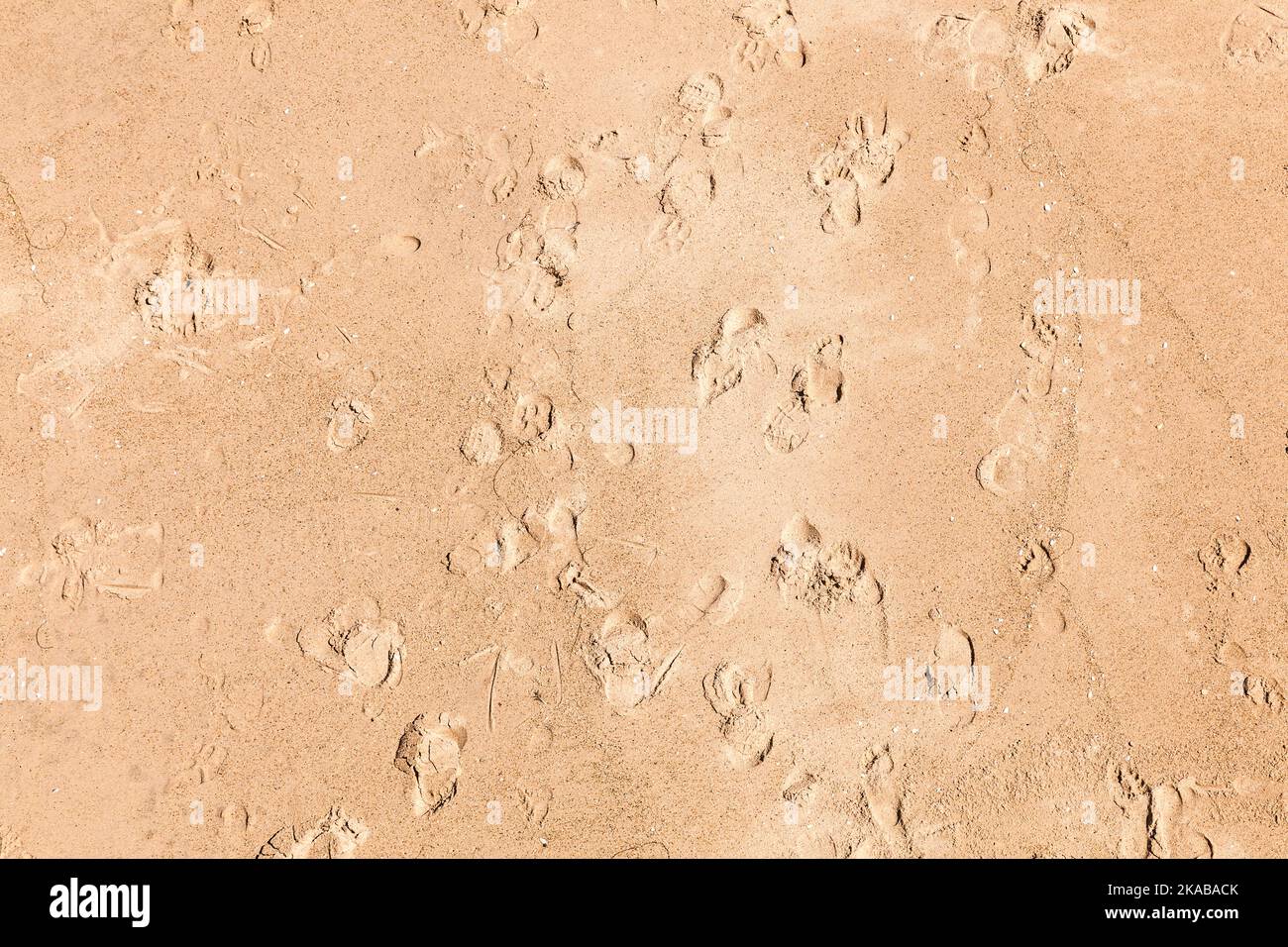 footprints of people in the fine sand of the beach Stock Photo - Alamy