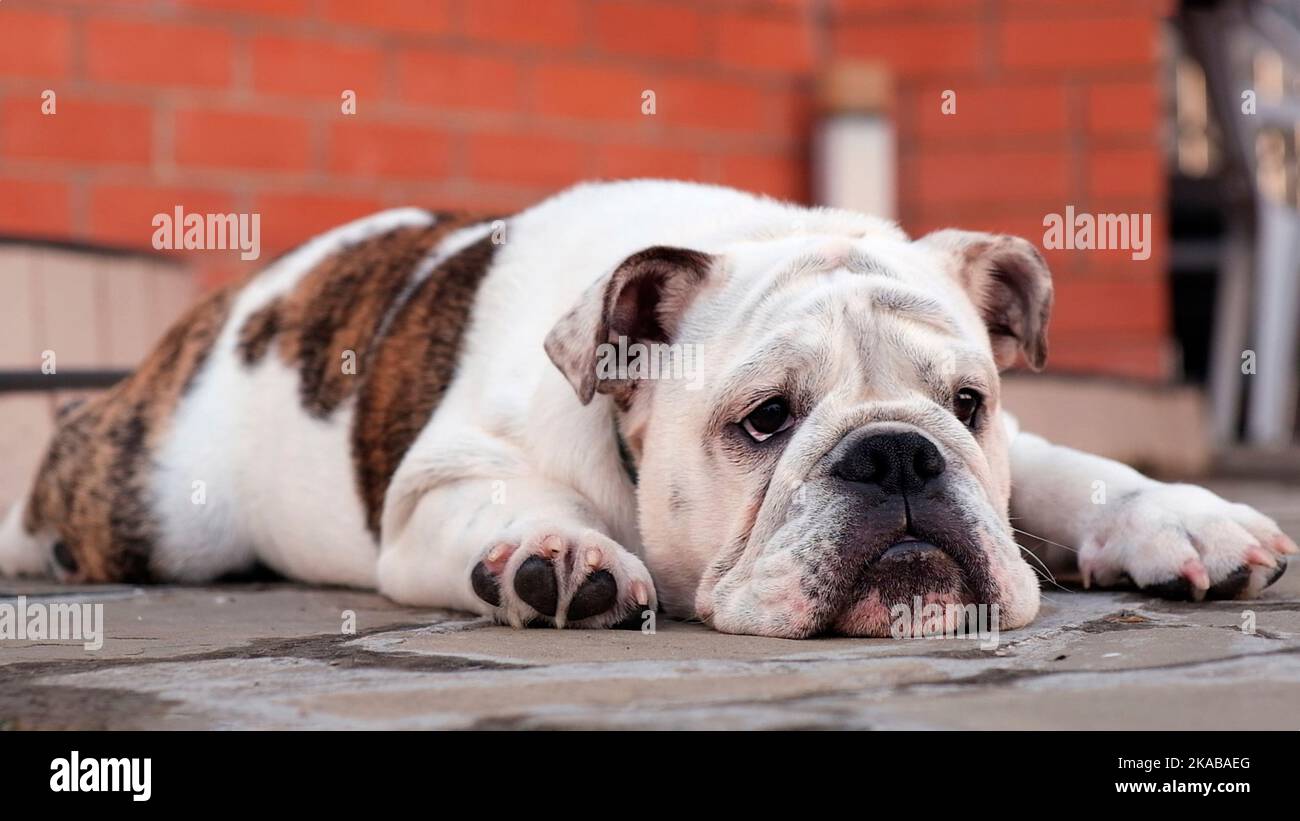 A young sad english bulldog lies in the yard in front of the house on ...
