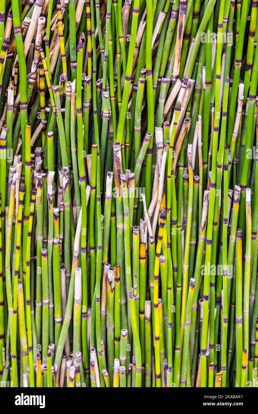 pattern of small bamboo plant Stock Photo - Alamy
