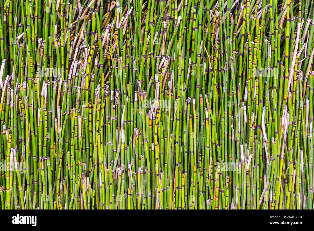 Traditional japanese bamboo pipe hi-res stock photography and images ...