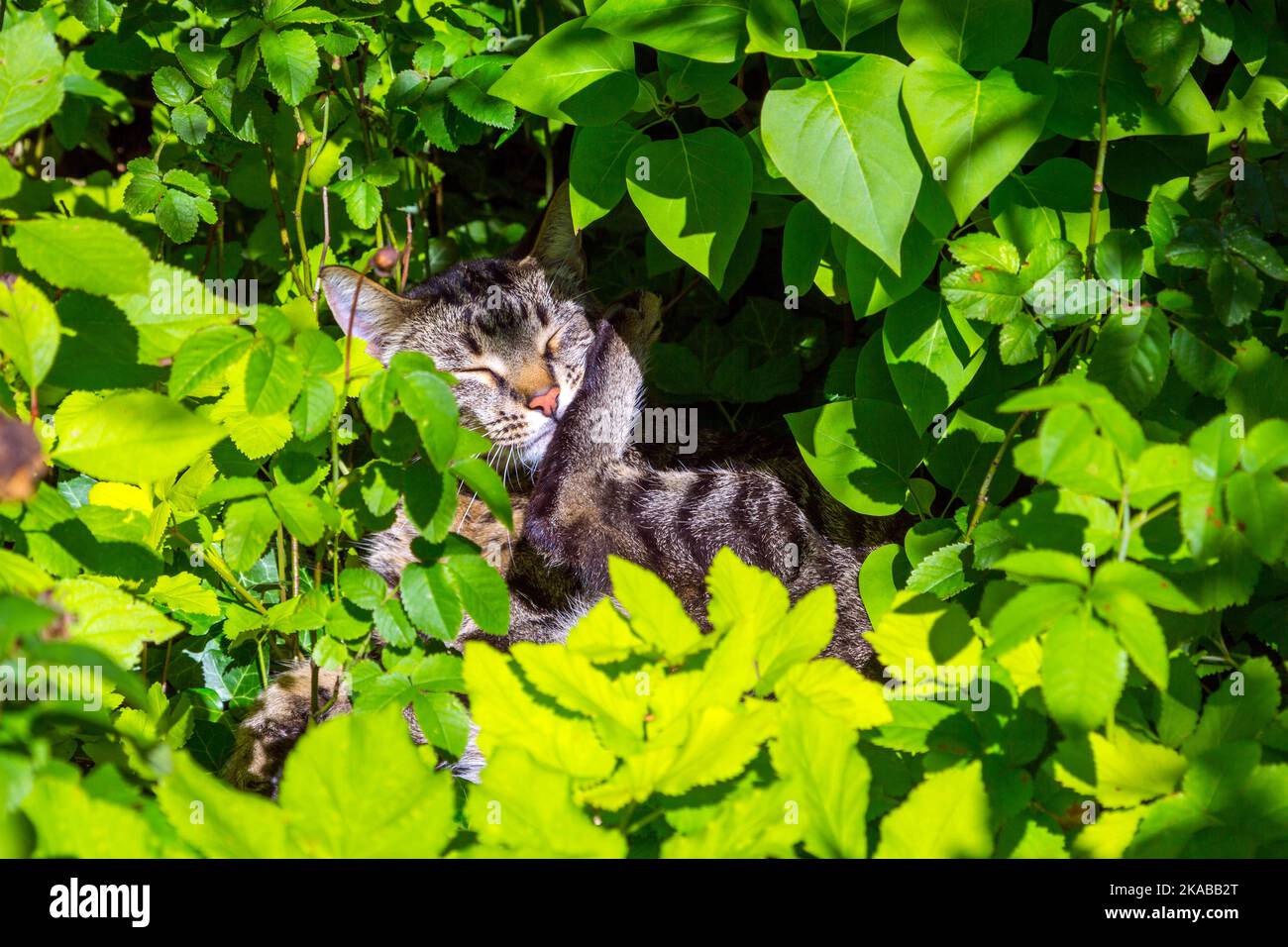 cute cat lying in the hedge and relaxes Stock Photo - Alamy
