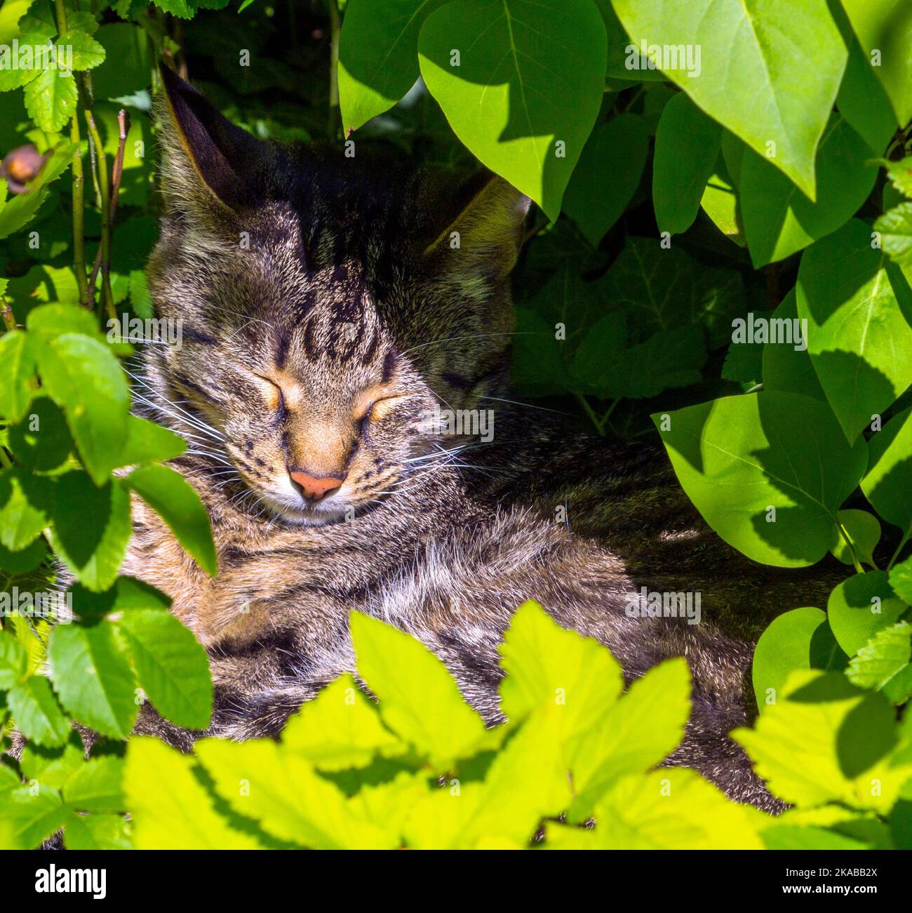cute cat lying in the hedge and relaxes Stock Photo - Alamy