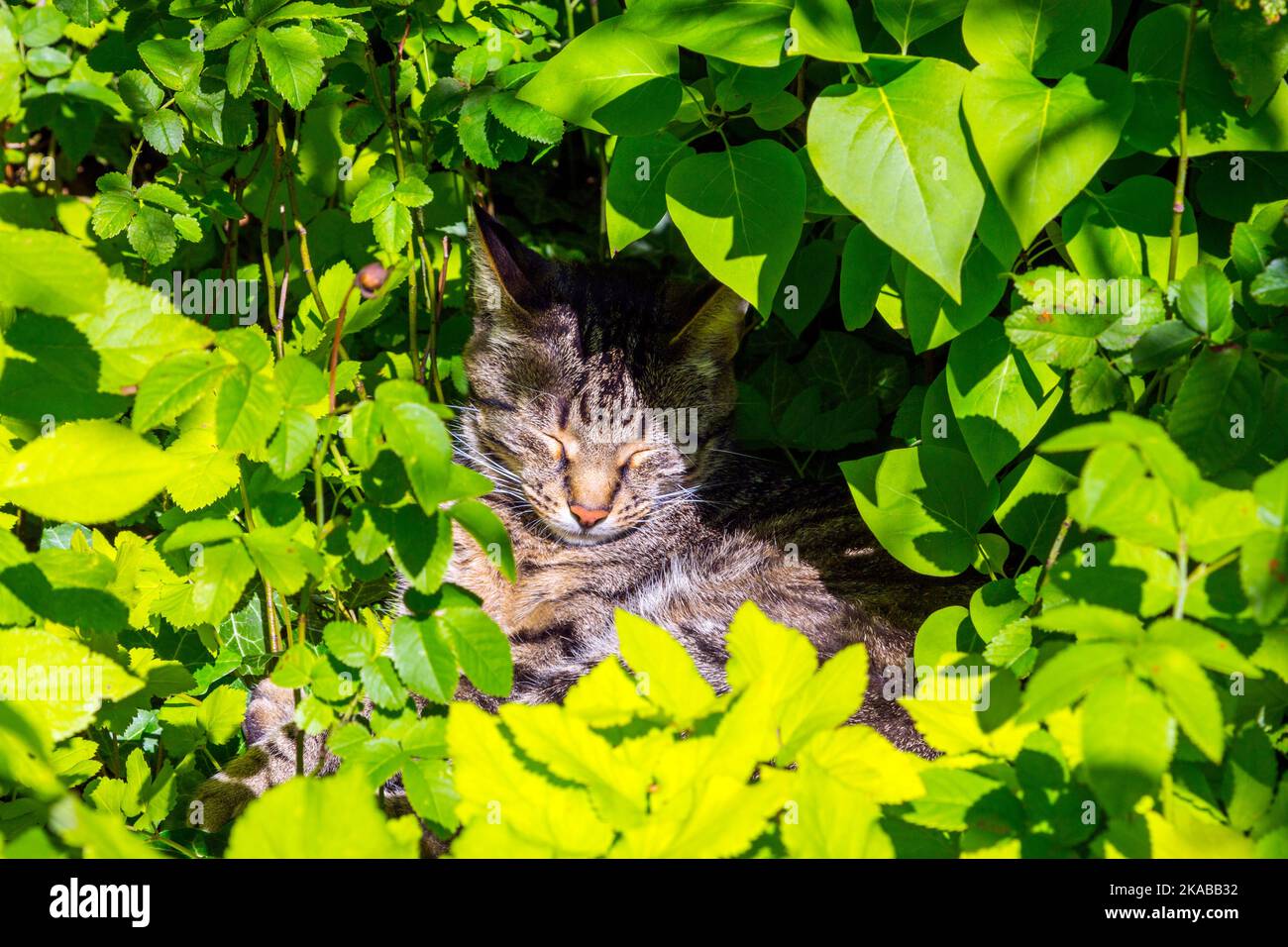 cute cat lying in the hedge and relaxes Stock Photo - Alamy