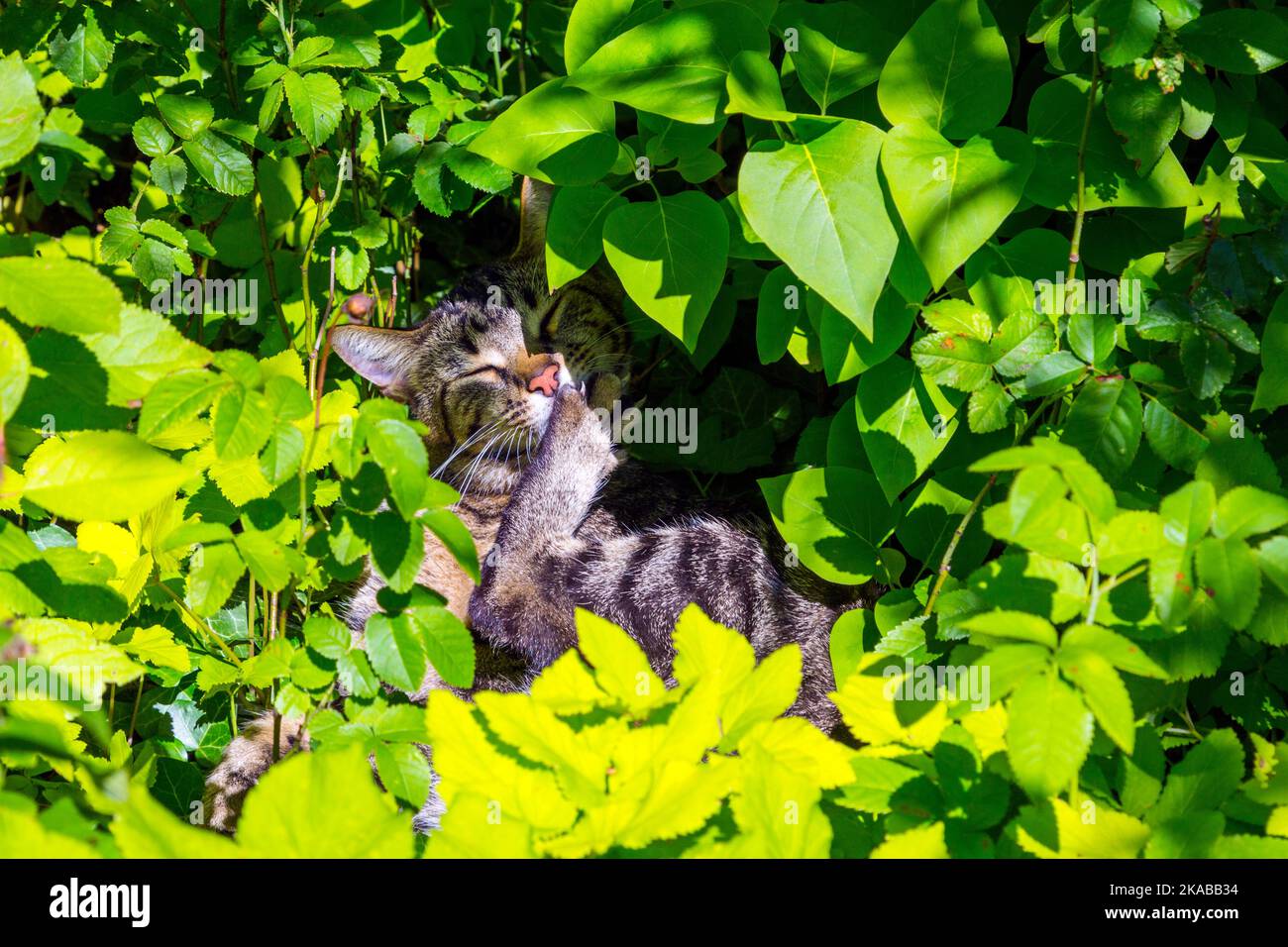 cute cat lying in the hedge and relaxes Stock Photo - Alamy
