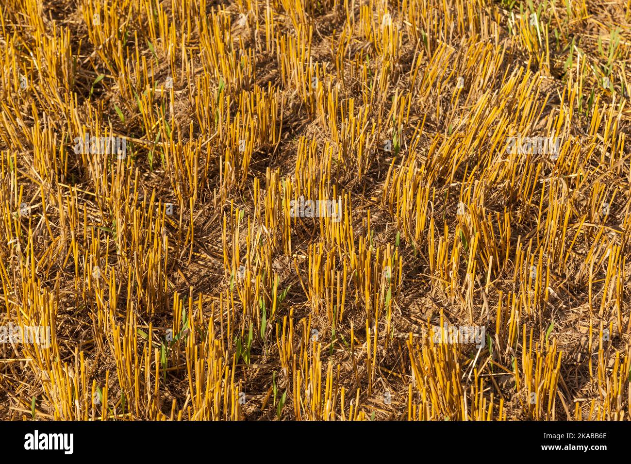 Stacked hay bales for background Stock Photo - Alamy