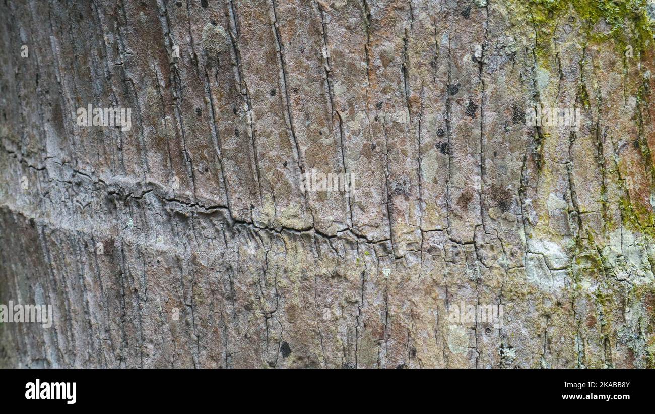 coconut bark texture as background Stock Photo - Alamy