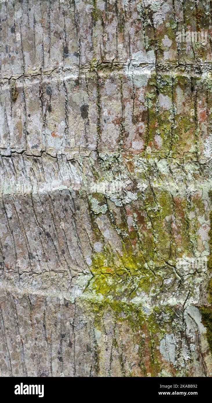 coconut bark texture as background Stock Photo - Alamy