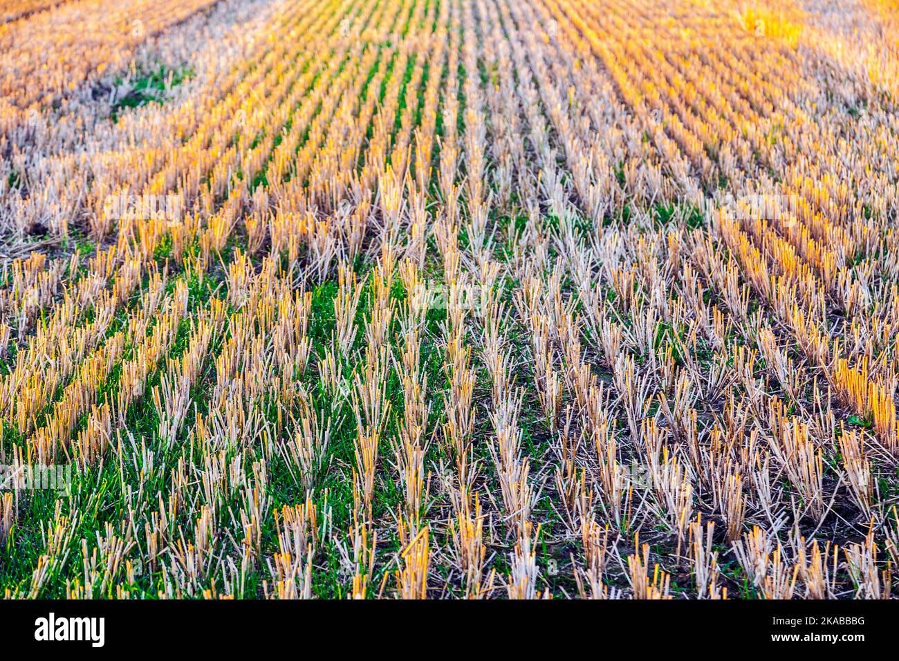 pattern of corn field after harvest in indian summer colors Stock Photo ...