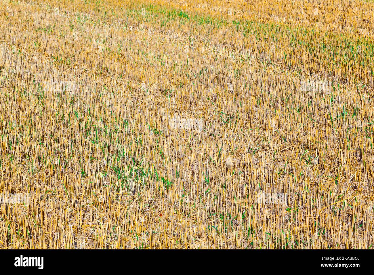 pattern of corn field after harvest Stock Photo - Alamy