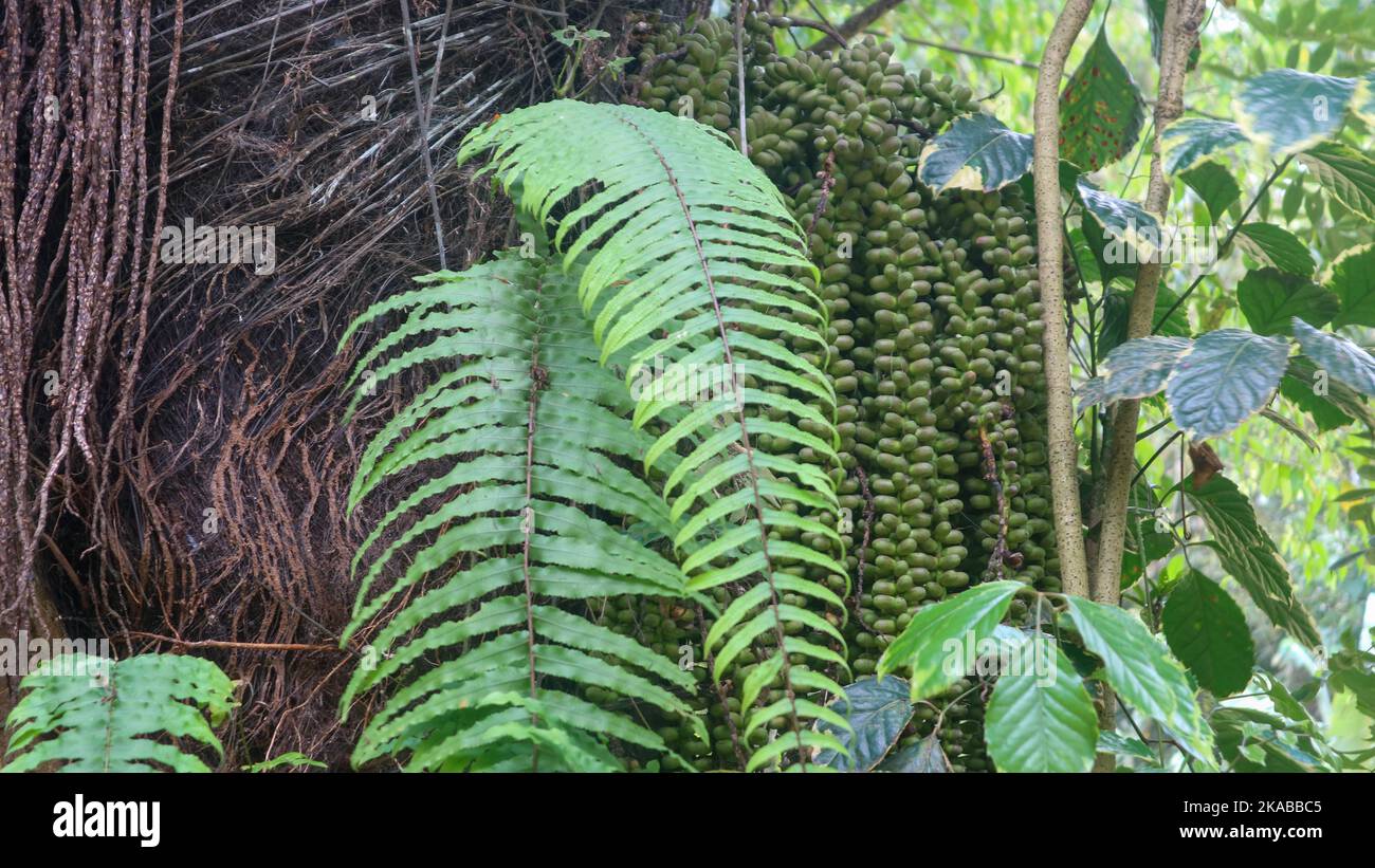 green palm fruit hanging from the palm tree Stock Photo - Alamy
