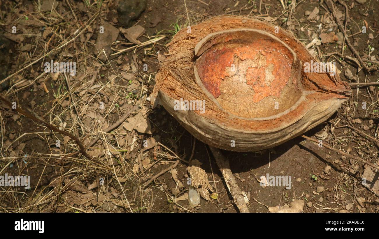 coconut coir fiber shell on the ground Stock Photo - Alamy