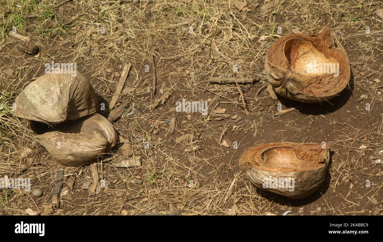 coconut coir fiber shell on the ground Stock Photo - Alamy