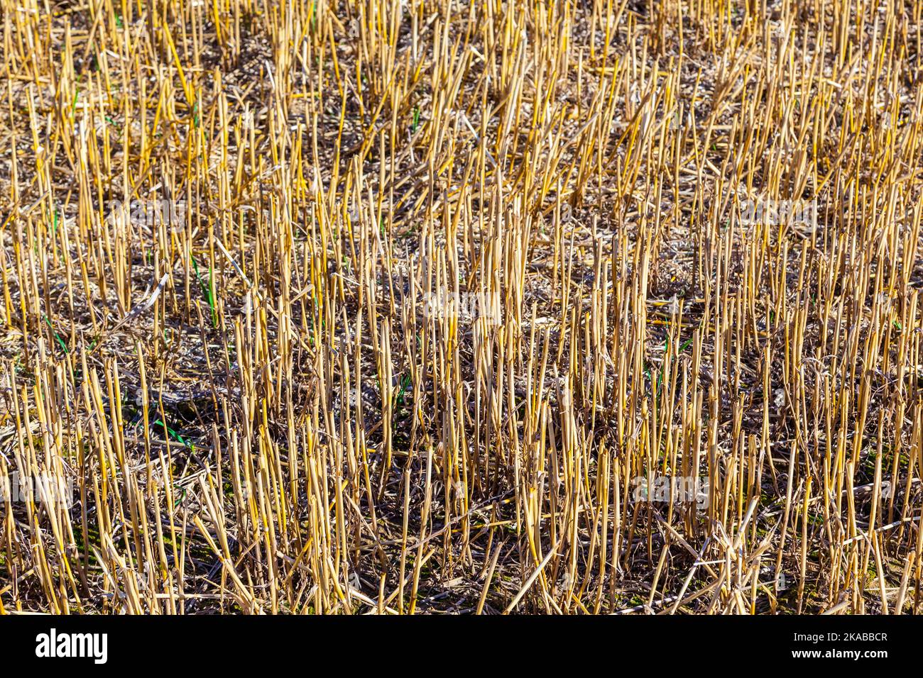pattern of corn field after harvest Stock Photo - Alamy