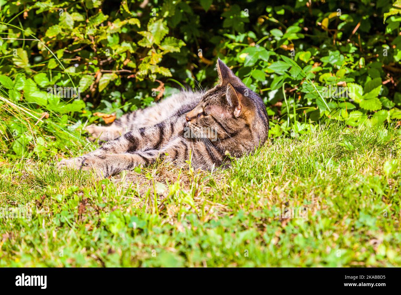 cute cat lying in the grass of the garden Stock Photo - Alamy