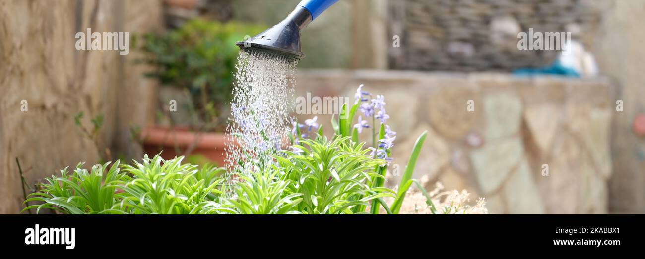 Gardening woman pouring water flowers hi-res stock photography and ...