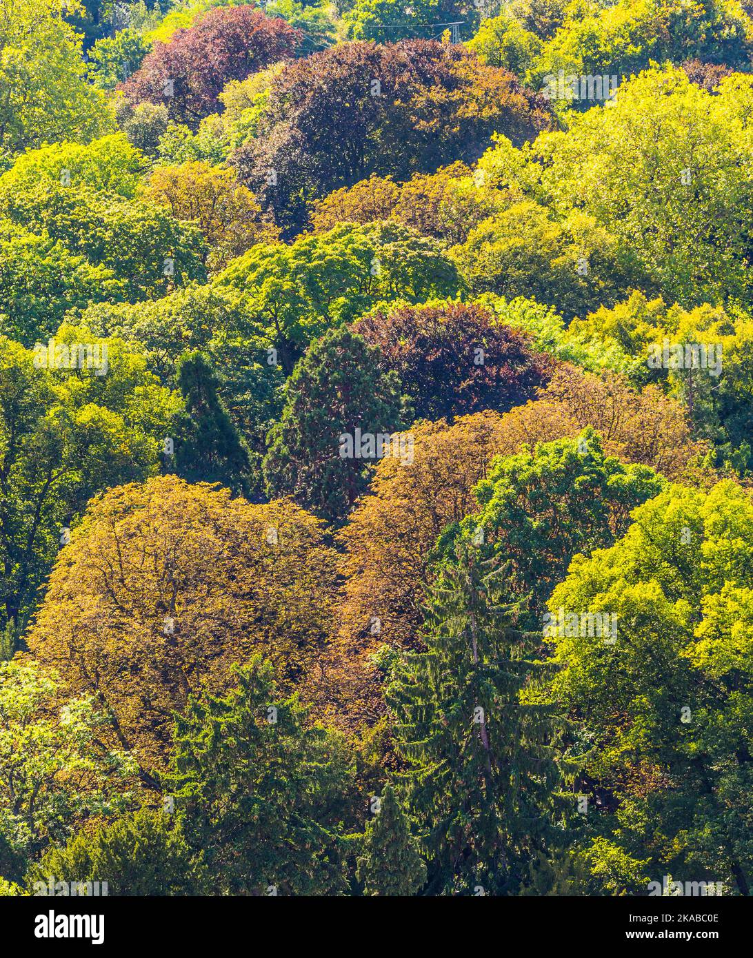 Indian forest aerial view hi-res stock photography and images - Alamy
