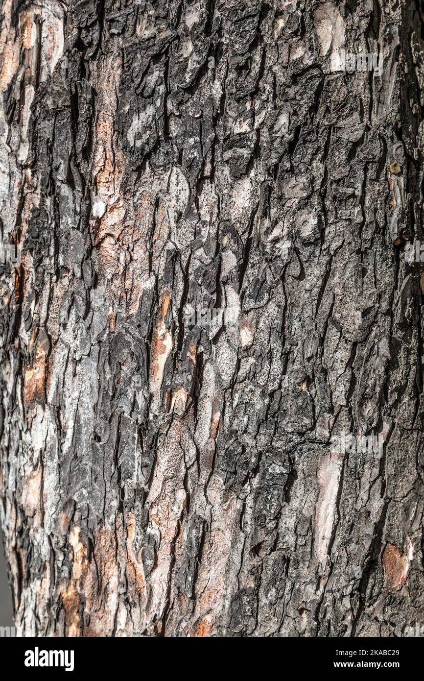Old Wood Tree Texture Background Pattern Stock Photo - Alamy