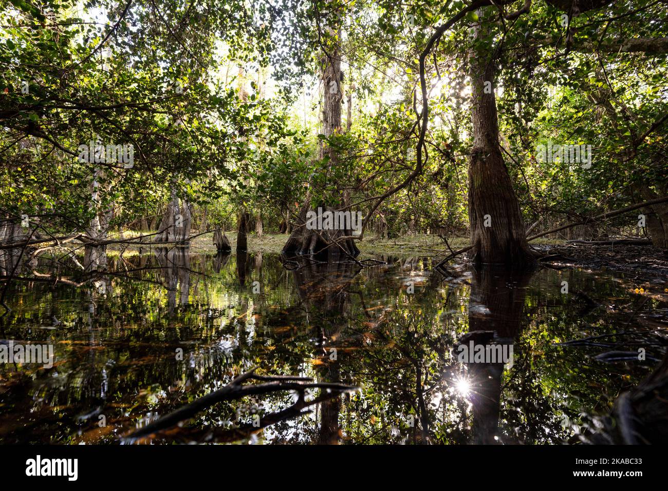 Florida Everglades are a destination where wildlife and natural beauty ...