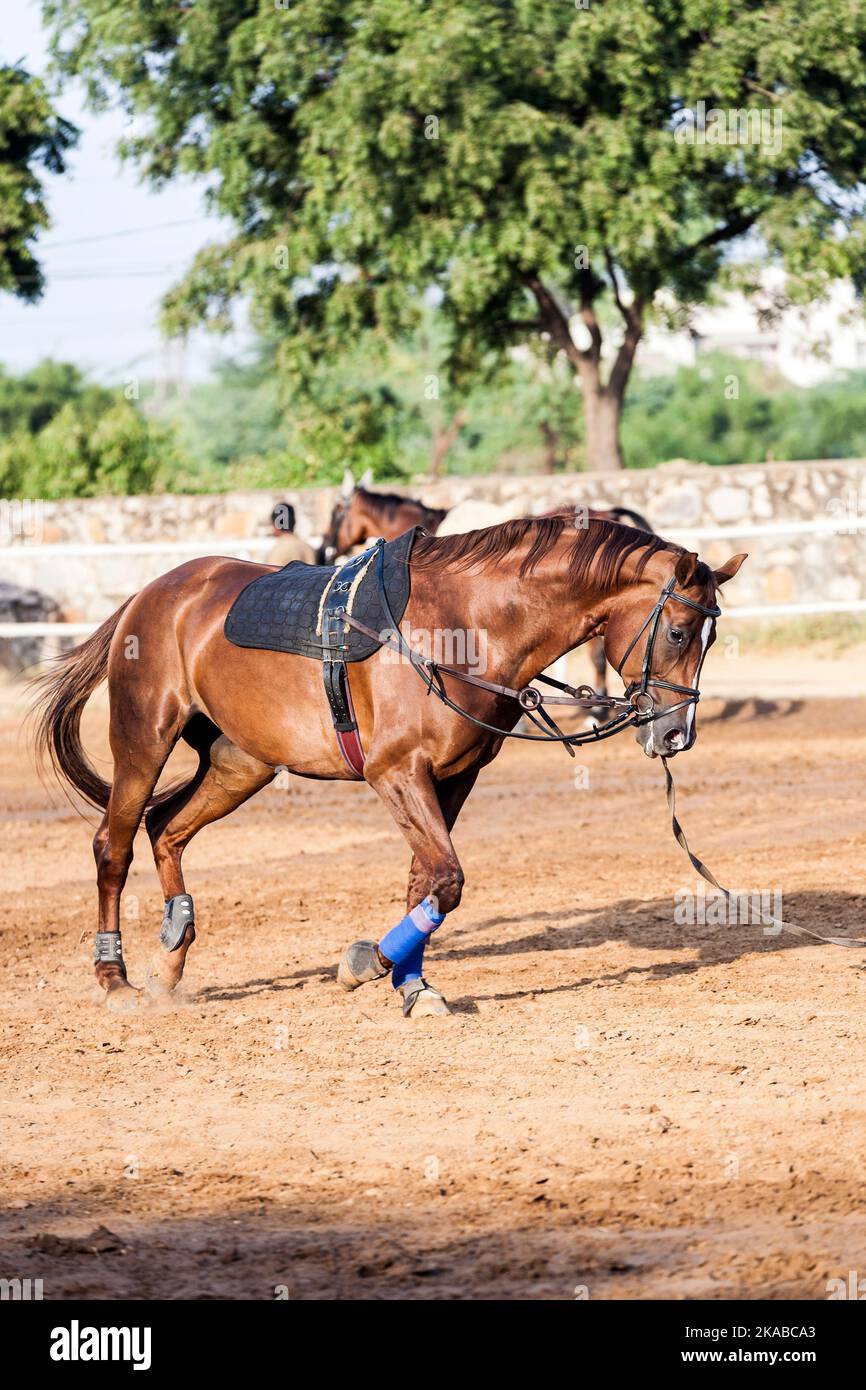 brown horse is trained by the lunge to learn the different riding ...