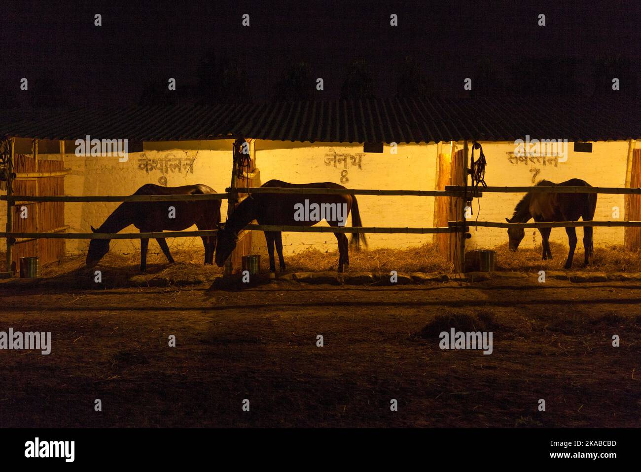 horses in the stable by night Stock Photo - Alamy