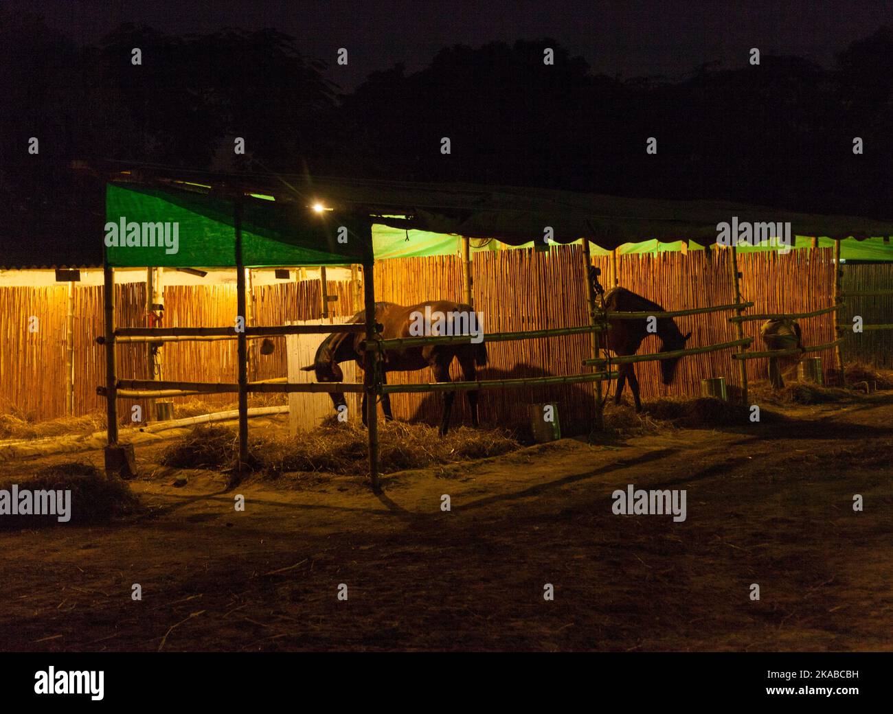 horses in the stable by night Stock Photo - Alamy