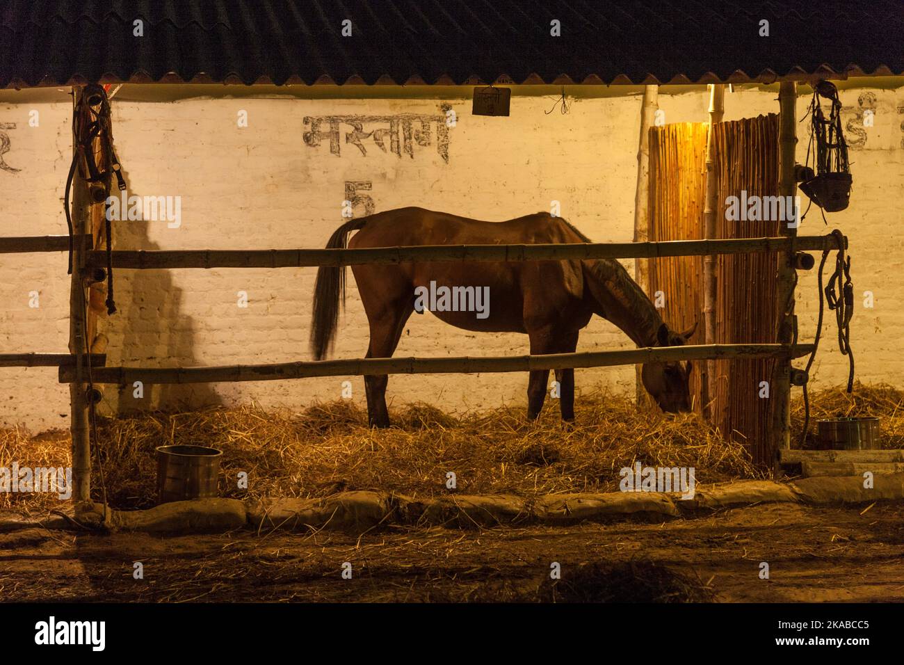 horses in the stable by night Stock Photo - Alamy
