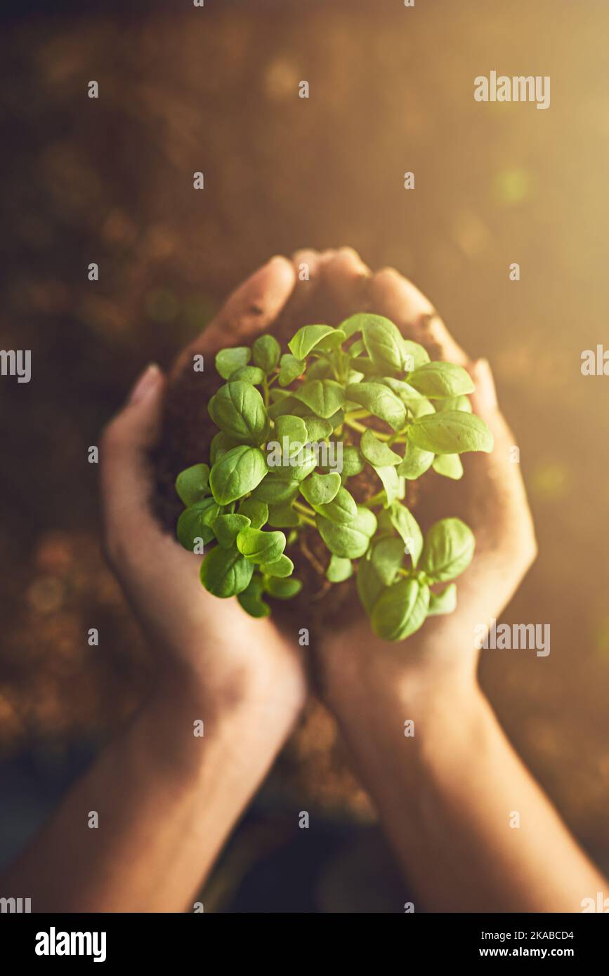 Grow something good. Closeup shot of an unrecognizable woman holding a ...