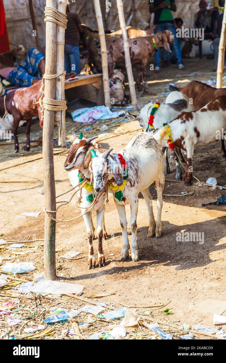 goats for selling at the bazaar Stock Photo - Alamy