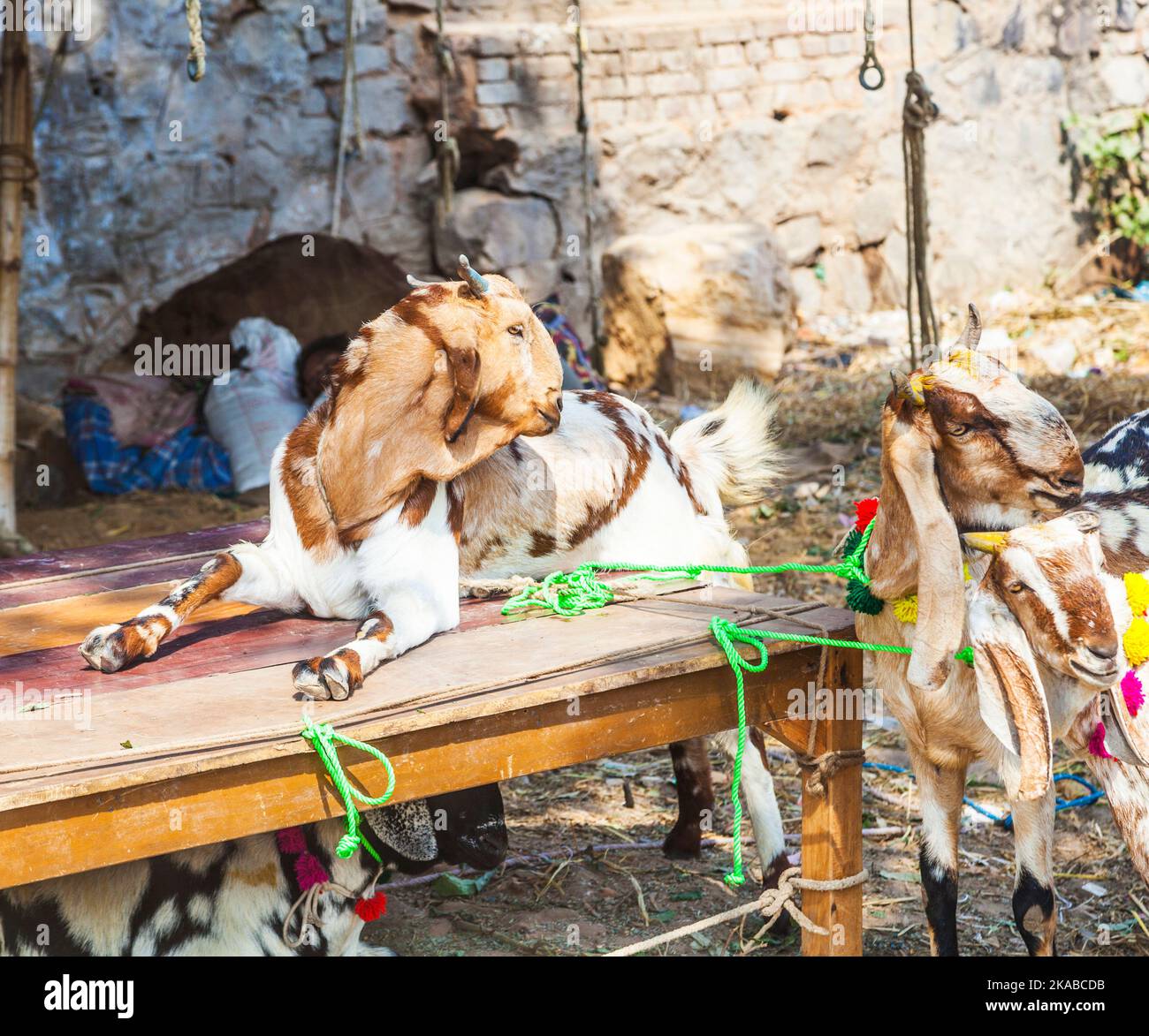 goats for selling at the bazaar Stock Photo - Alamy