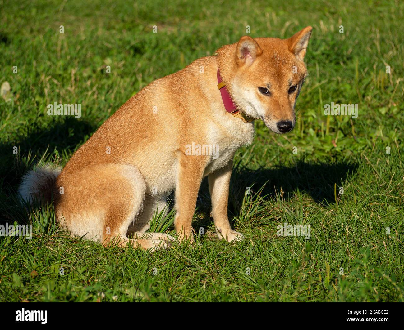 Shiba Inu plays on the dog playground in the park. Cute dog of shiba ...