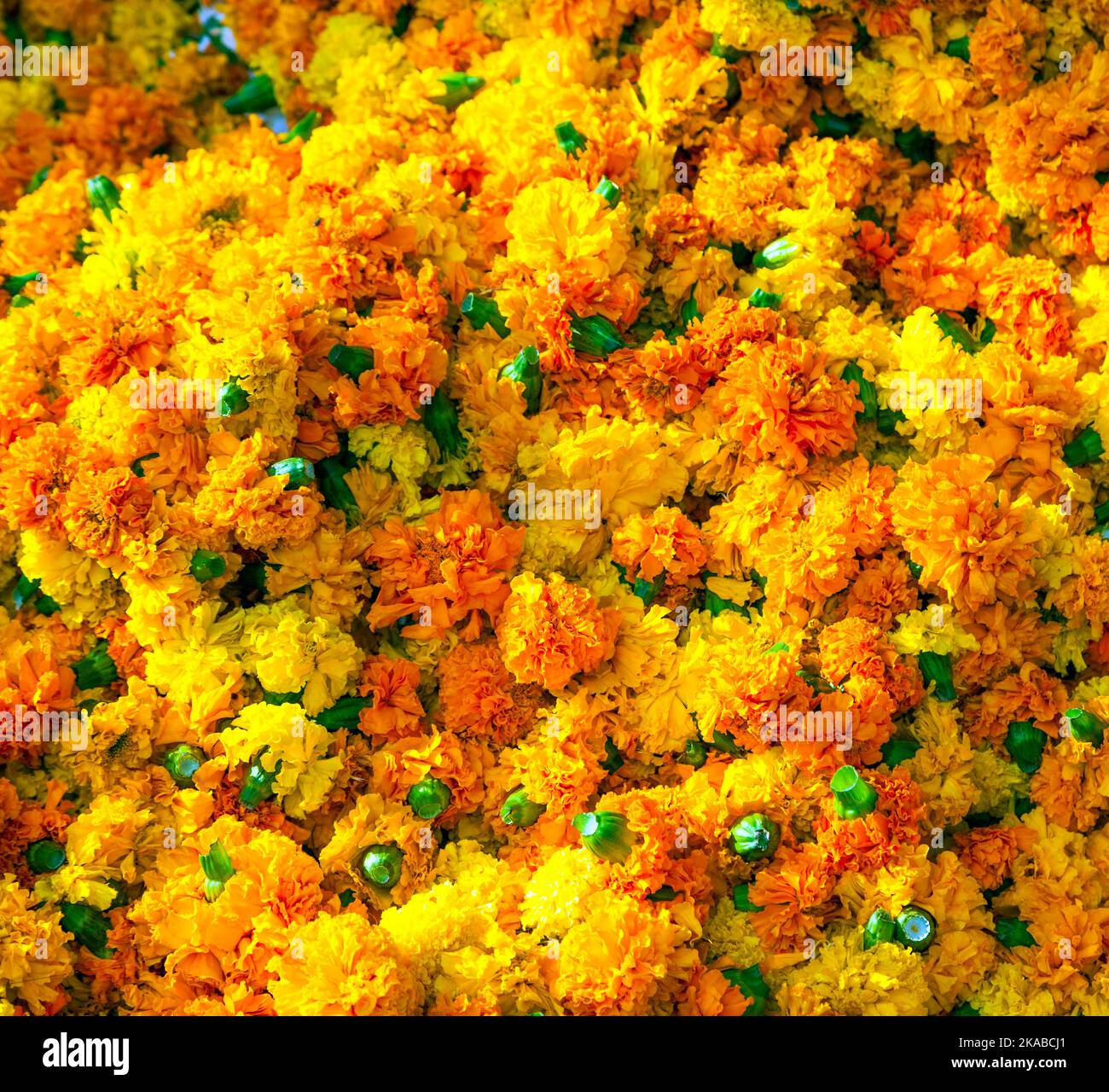 orange Marigold background in harmonic pattern Stock Photo - Alamy