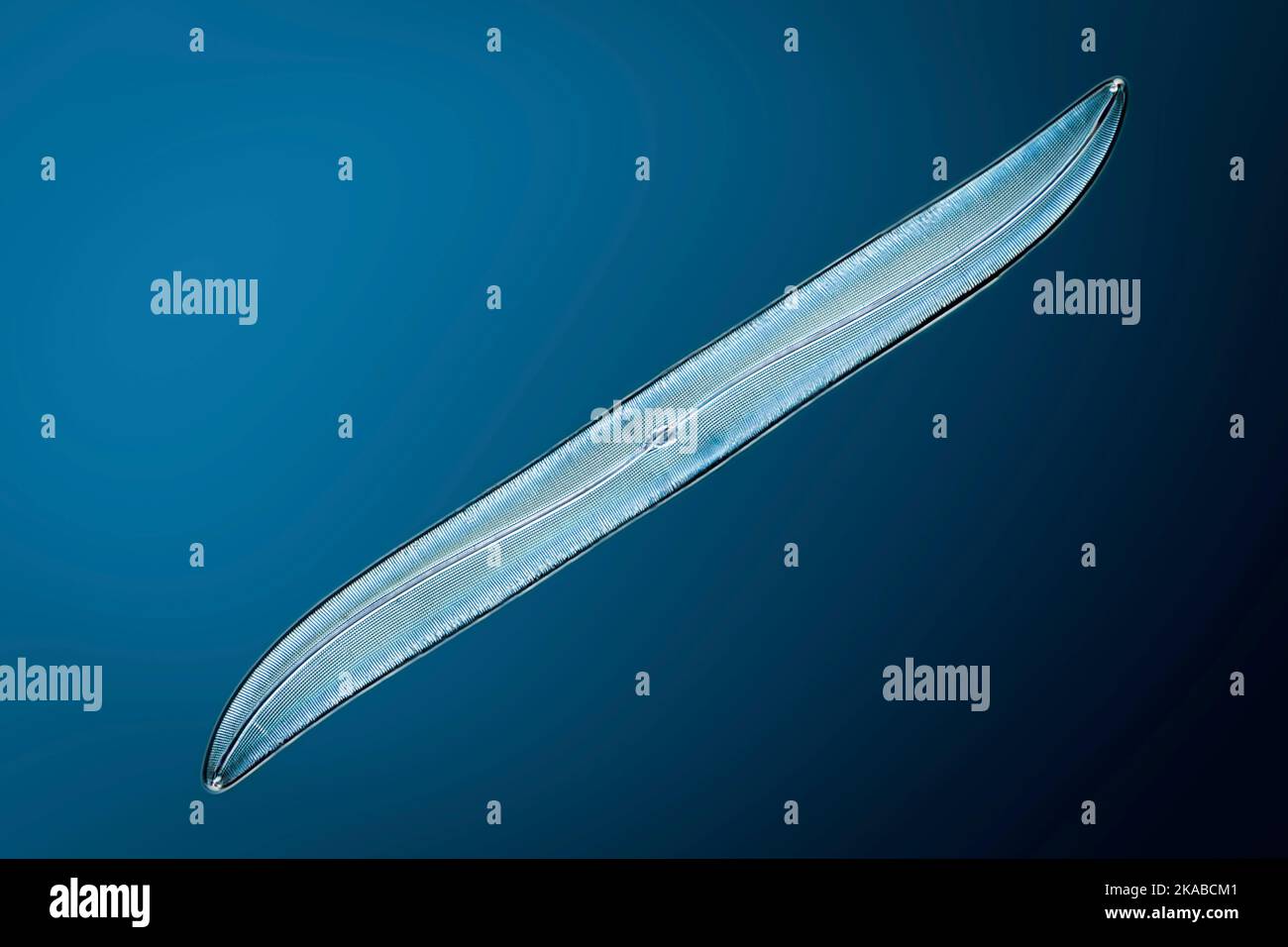 Gyrosigma sp. diatom, light micrograph Stock Photo - Alamy