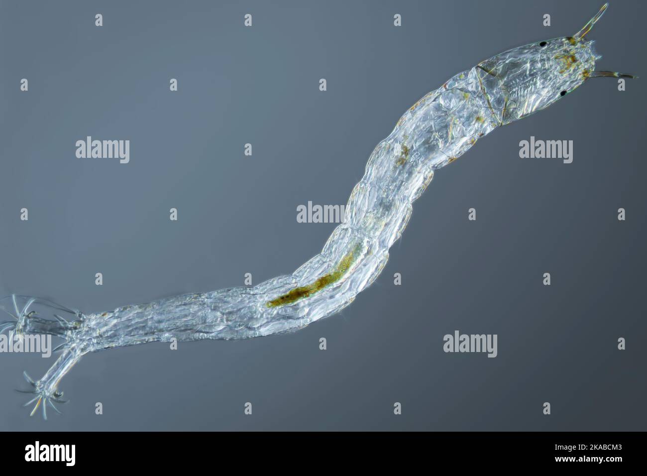 Chironomidae sp. larva, light micrograph Stock Photo - Alamy