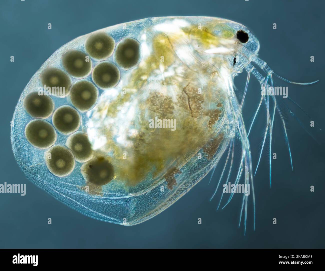 Water flea, light micrograph Stock Photo - Alamy