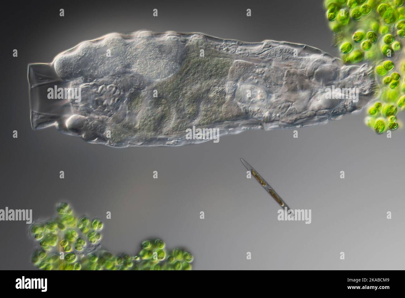 Bdelloid sp. rotifer, light micrograph Stock Photo - Alamy