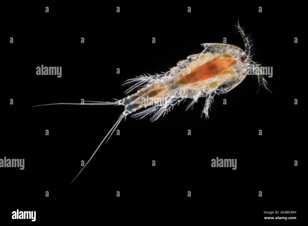 Tigriopus sp. copepod, light micrograph Stock Photo - Alamy
