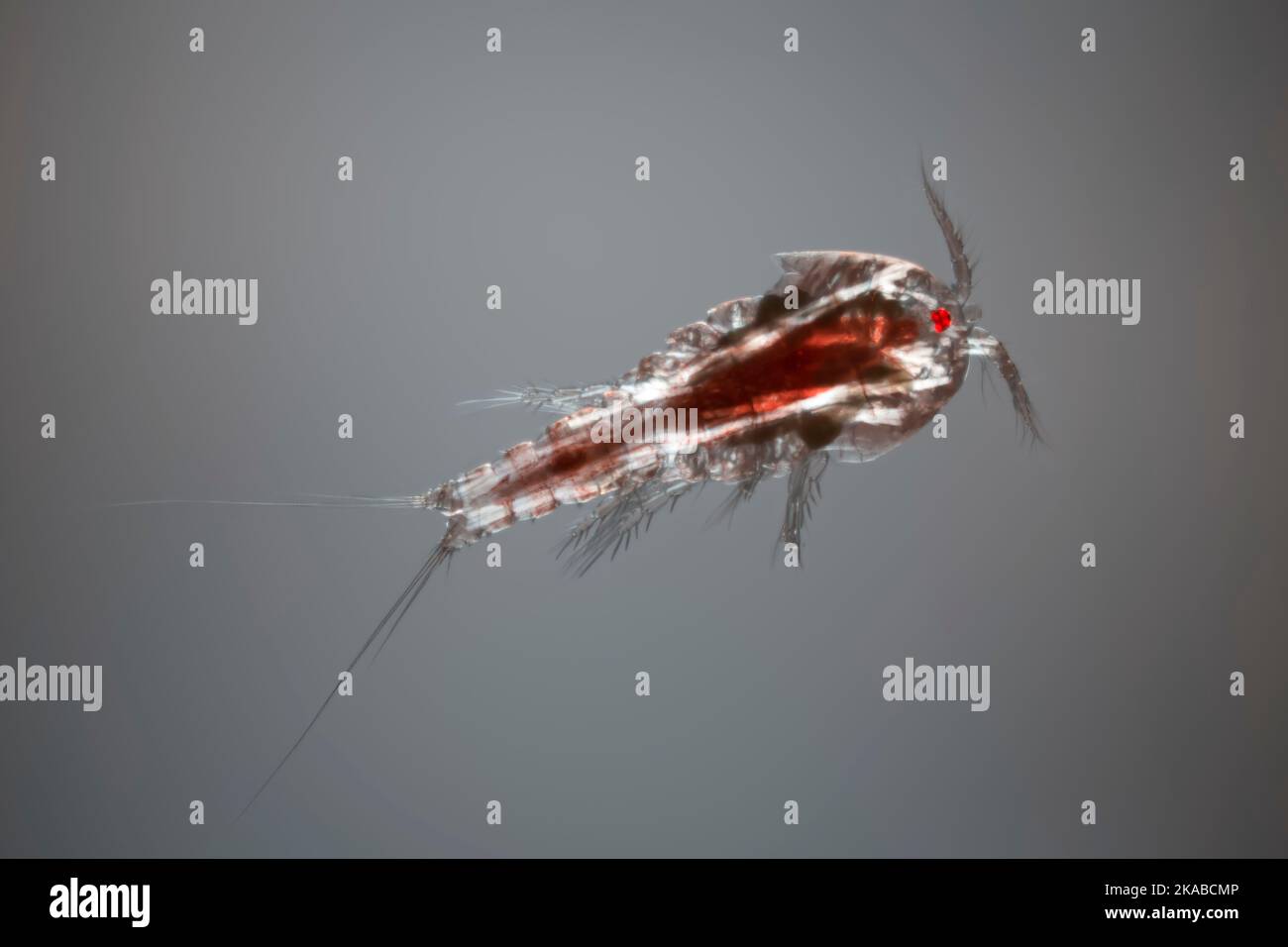 Tigriopus sp. copepod, light micrograph Stock Photo - Alamy