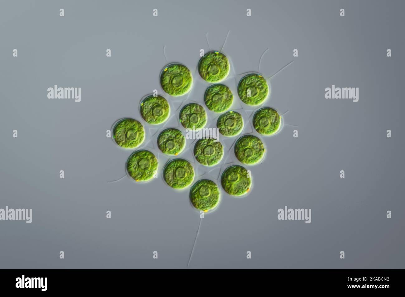 Green alga, light micrograph Stock Photo - Alamy