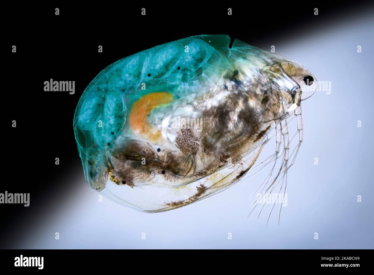 Water flea, light micrograph Stock Photo - Alamy