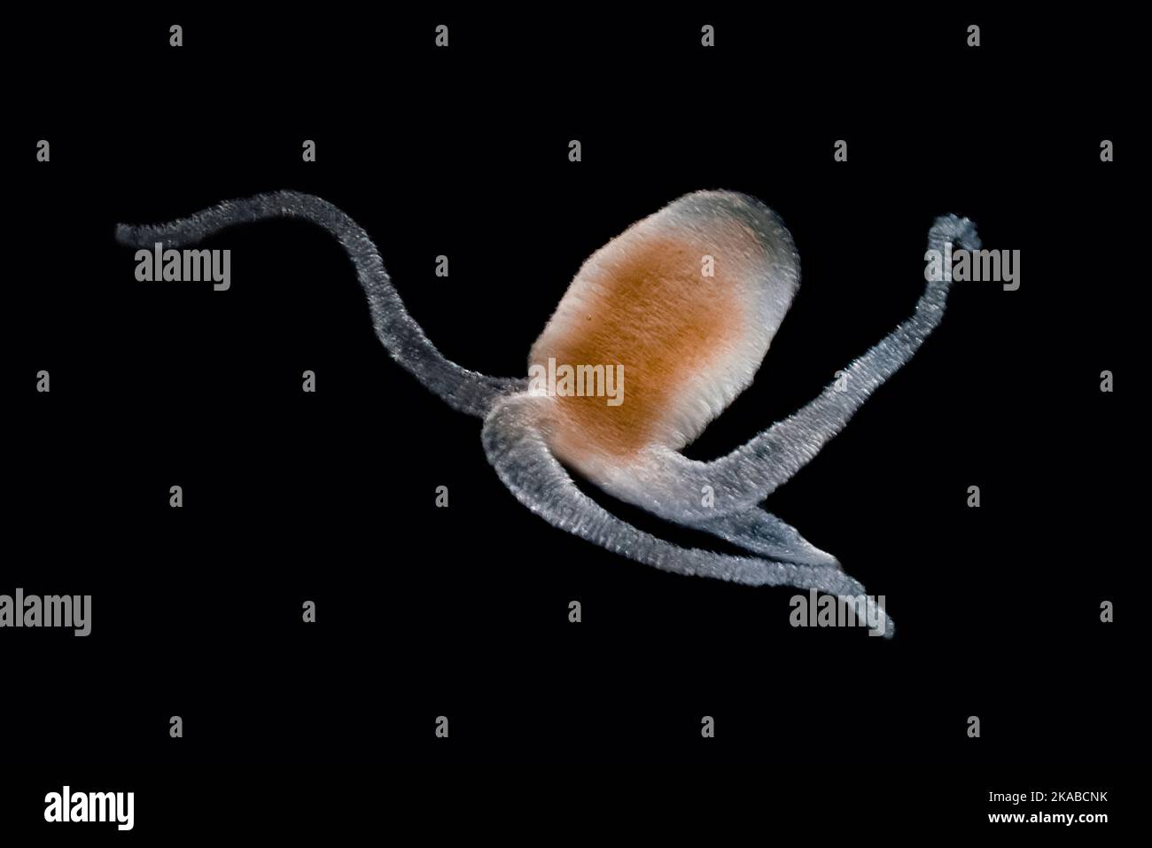 Hydra, light micrograph Stock Photo - Alamy