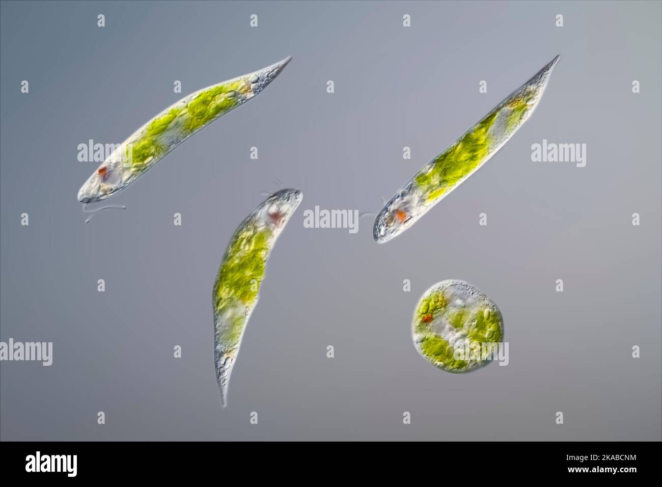 Euglena sp. protist, light micrograph Stock Photo - Alamy